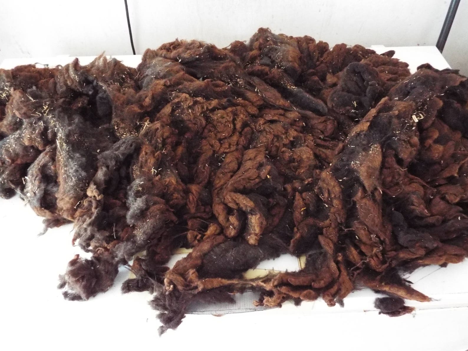 Raw Navajo-churro Sheep Wool Black / Brown 6 Ounces of Raw - Etsy