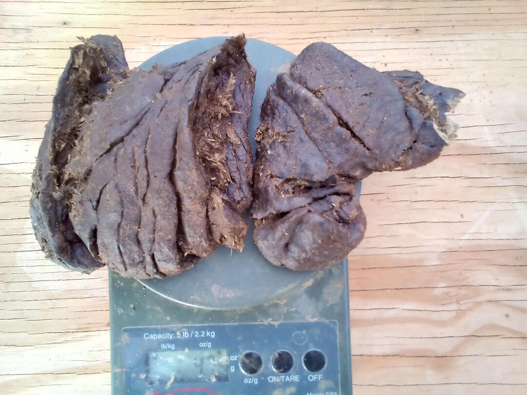 Cow Patty From Arizona High Desert Open Range! - Etsy