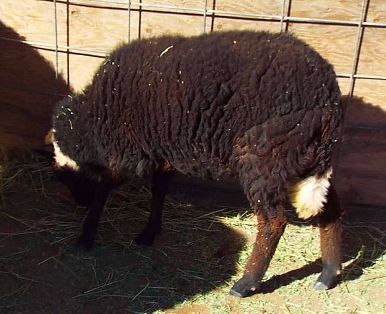 Raw Navajo-churro Sheep Wool Black / Brown 6 Ounces of Raw - Etsy