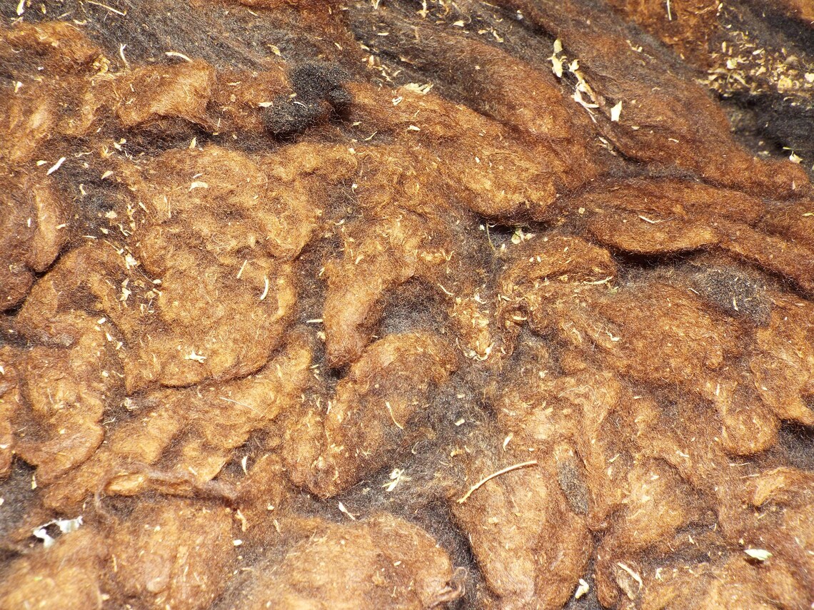Raw Navajo-churro Sheep Wool Black / Brown 6 Ounces of Raw | Etsy
