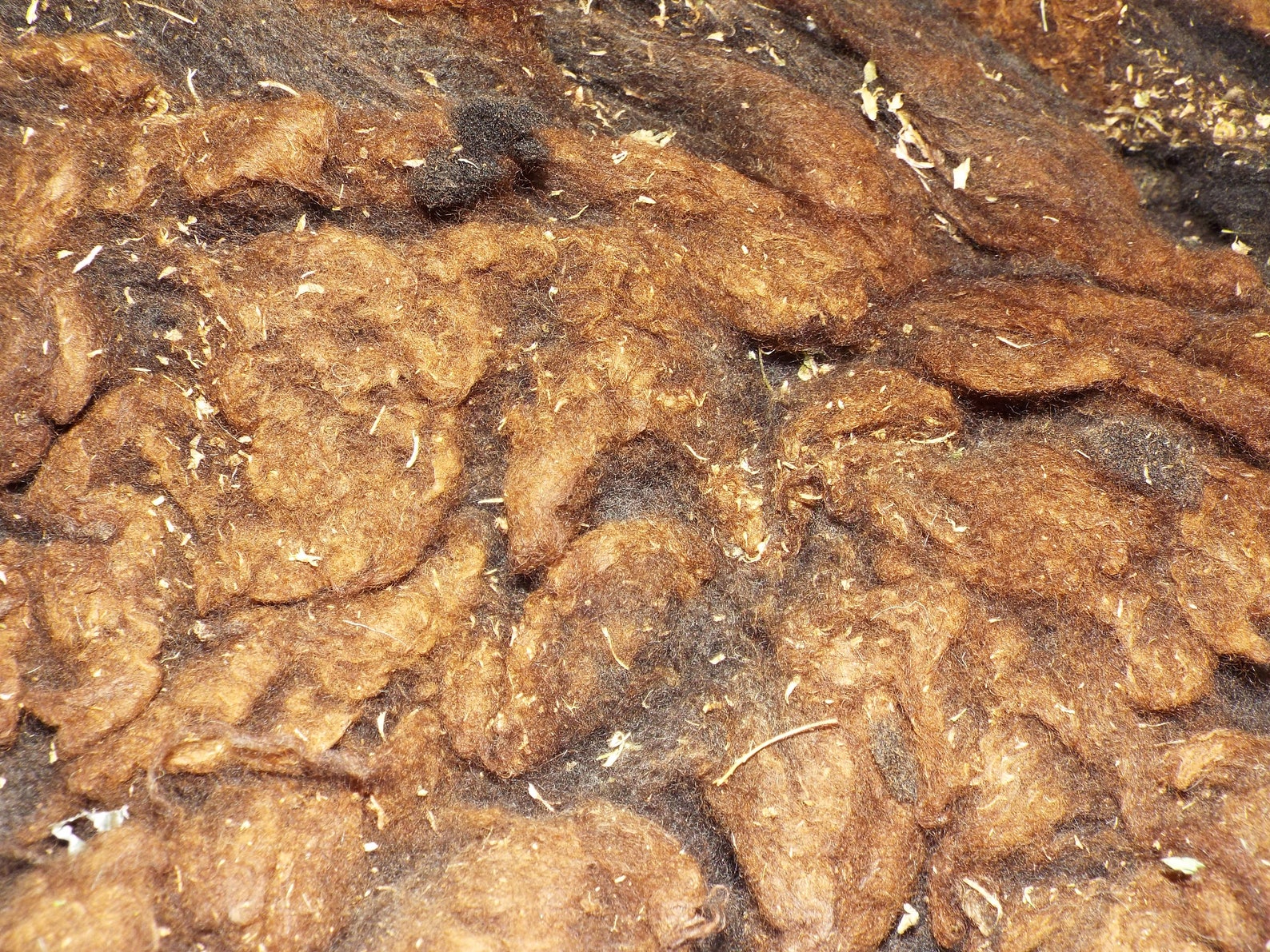 Raw Navajo-churro Sheep Wool Black / Brown 6 Ounces of Raw | Etsy