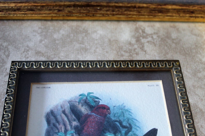 St. George Jackson Mivart Authorized Print the Violet Necked - Etsy