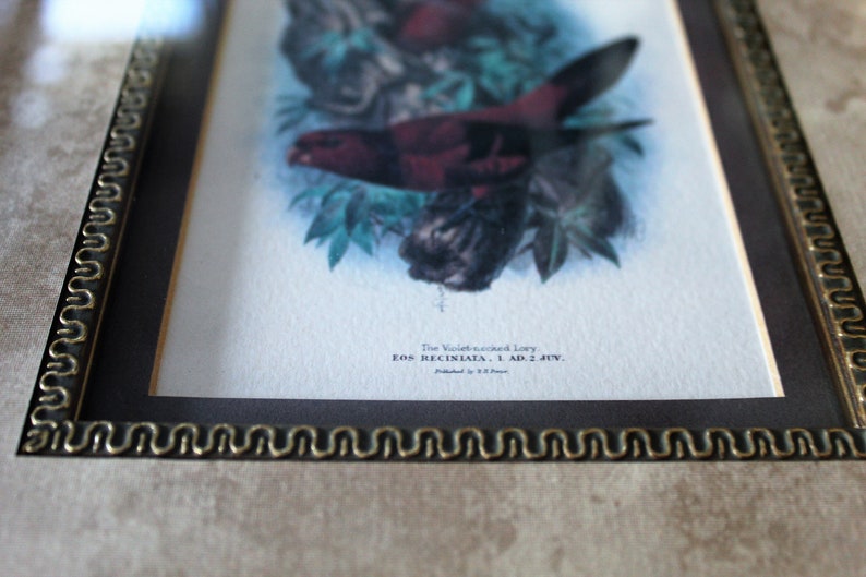 St. George Jackson Mivart Authorized Print the Violet Necked | Etsy