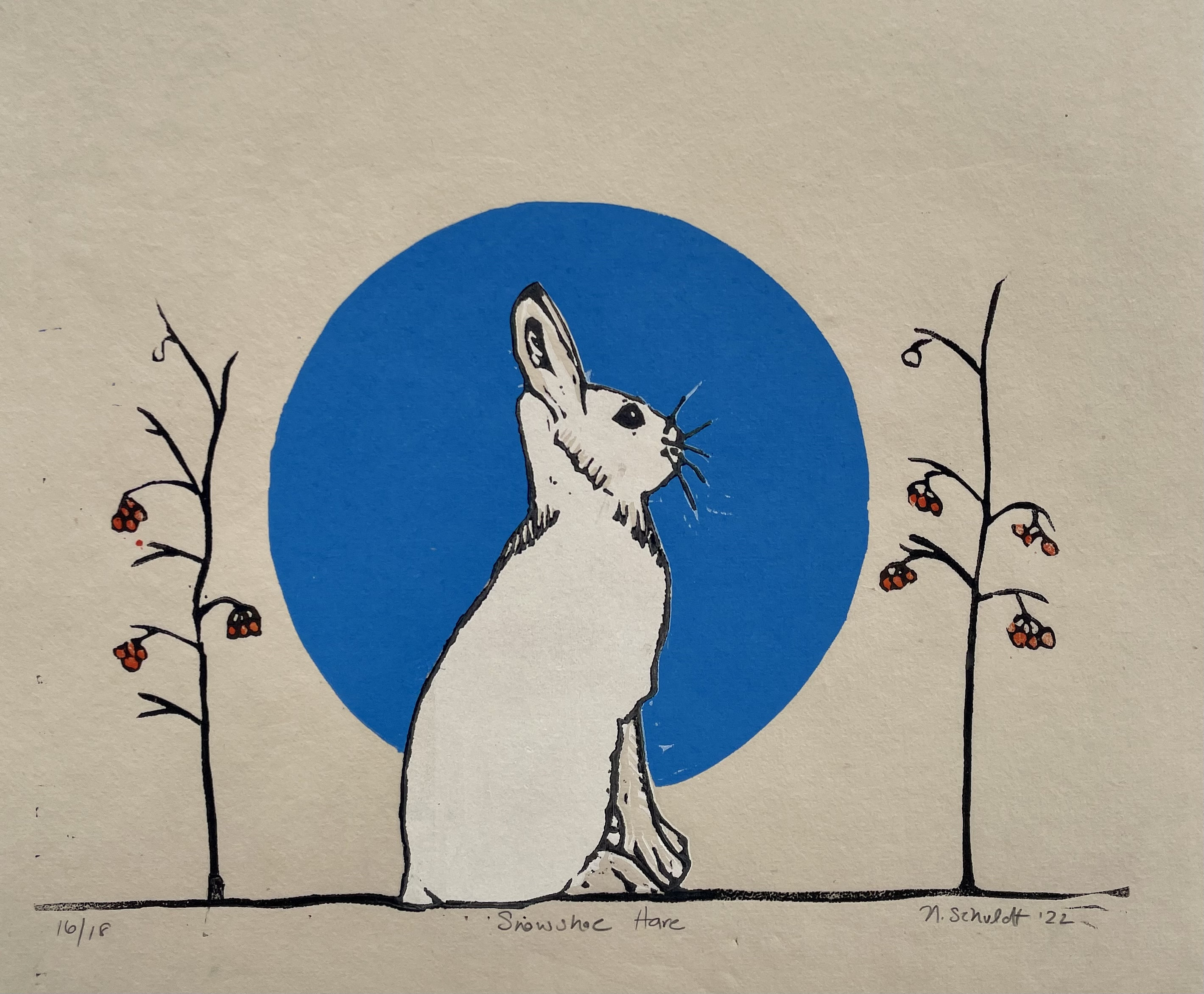 Snowshoe Hare Drawing