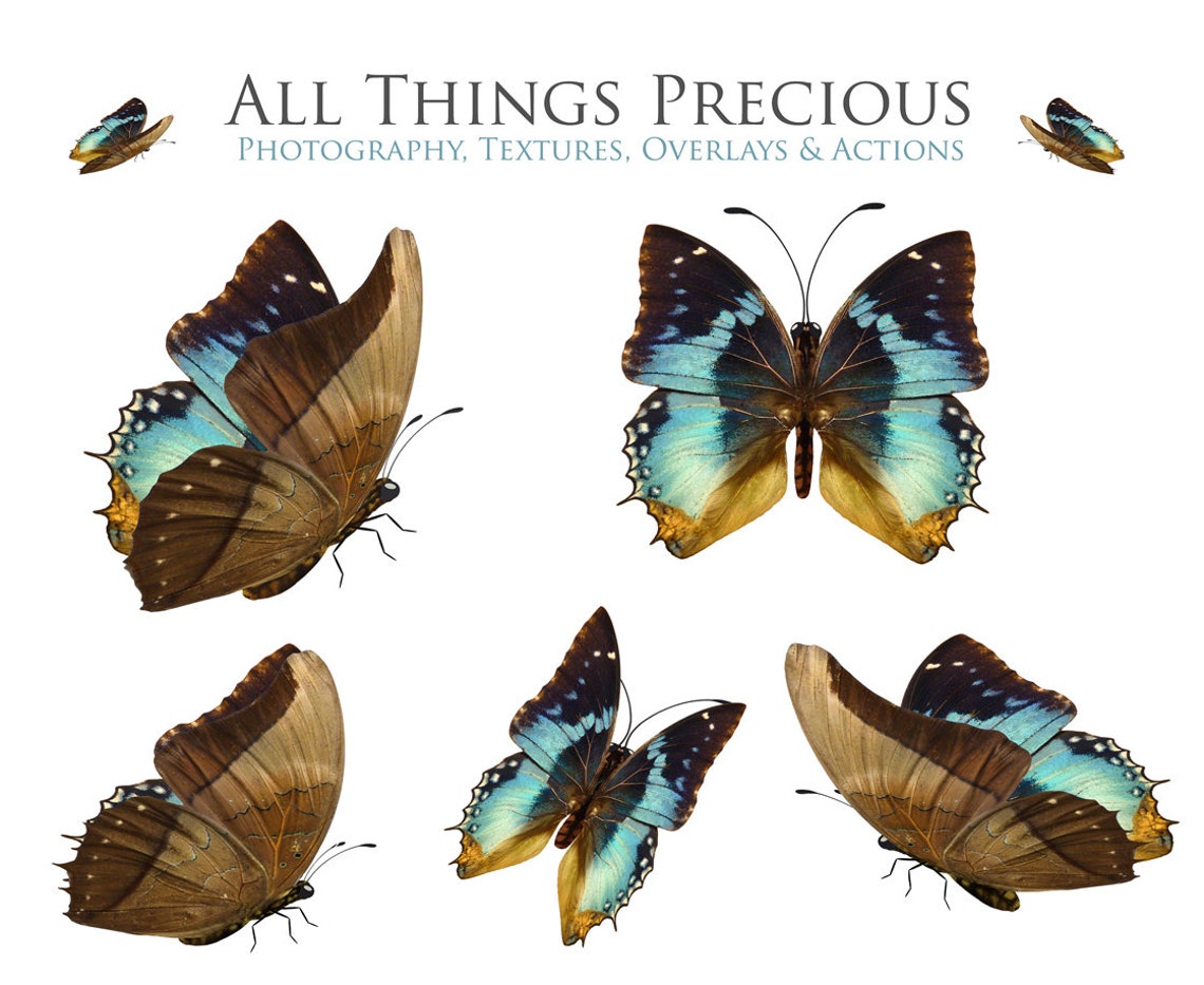 27 Butterfly Overlays Set 1 / Digital Overlay Fine Art - Etsy