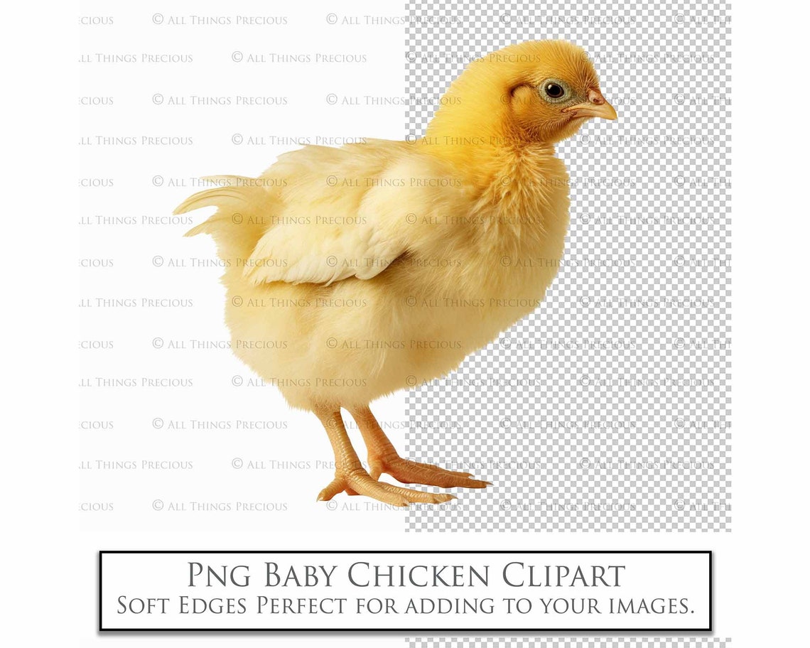 PNG CLIPART, Baby Chicken Overlays, Scrapbooking. Photography, Photo ...