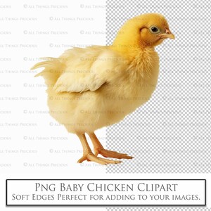 PNG CLIPART, Baby Chicken Overlays, Scrapbooking. Photography, Photo ...