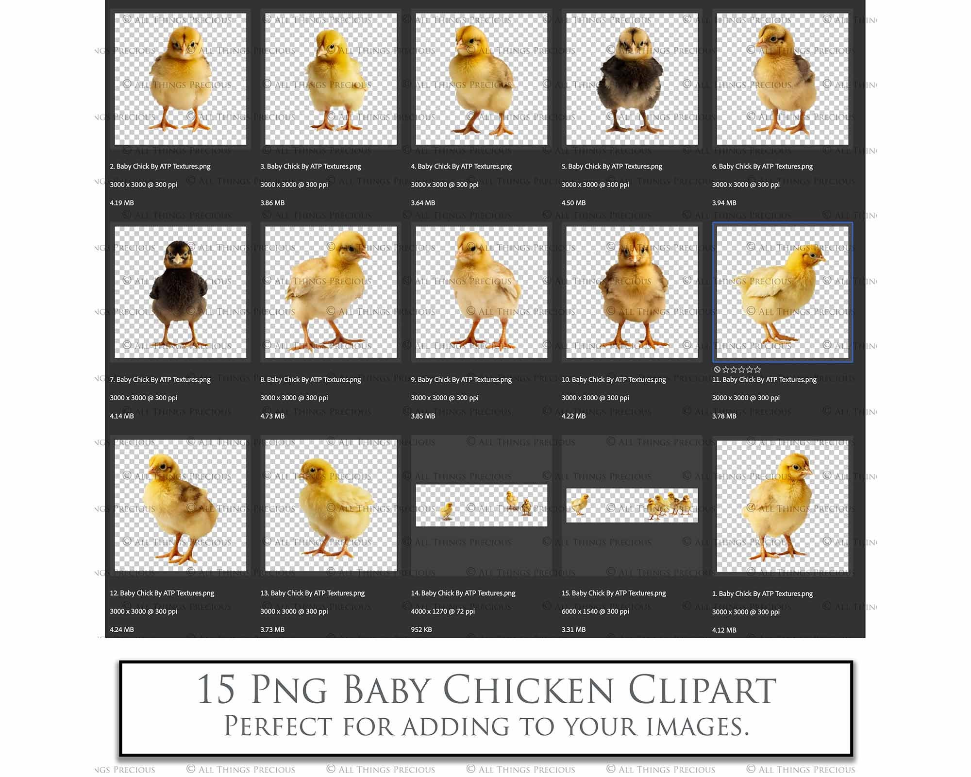 PNG CLIPART, Baby Chicken Overlays, Scrapbooking. Photography, Photo ...