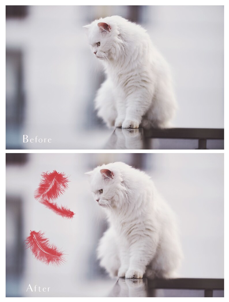 PHOTO OVERLAYS PNG Red Feathers Digital Overlay Feather - Etsy