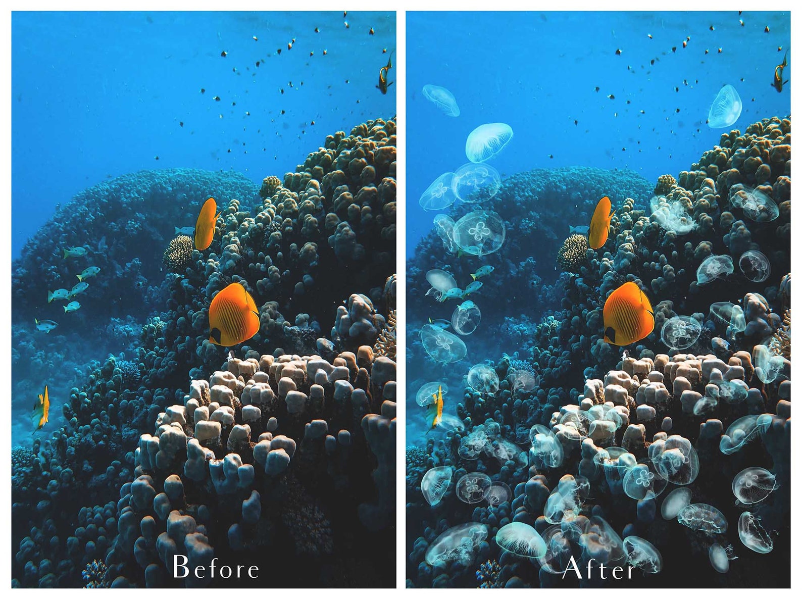 Png OVERLAYS JELLYFISH / Photo Overlay High Resolution - Etsy