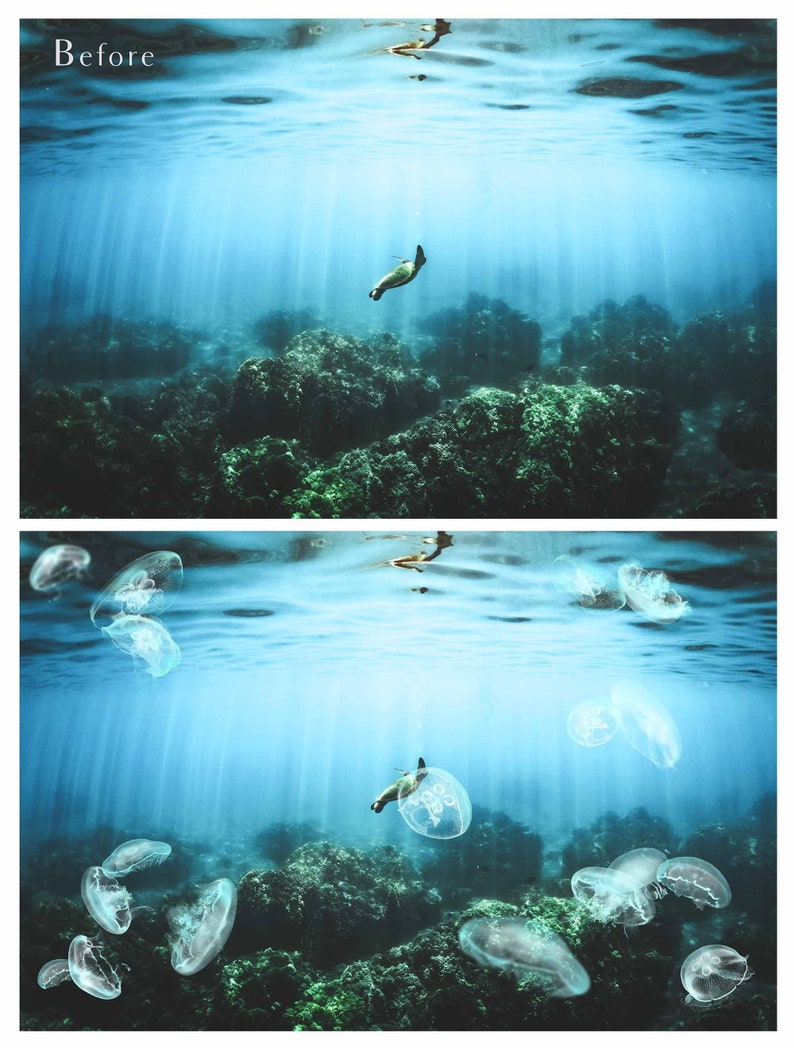 Png OVERLAYS JELLYFISH / Photo Overlay High Resolution - Etsy