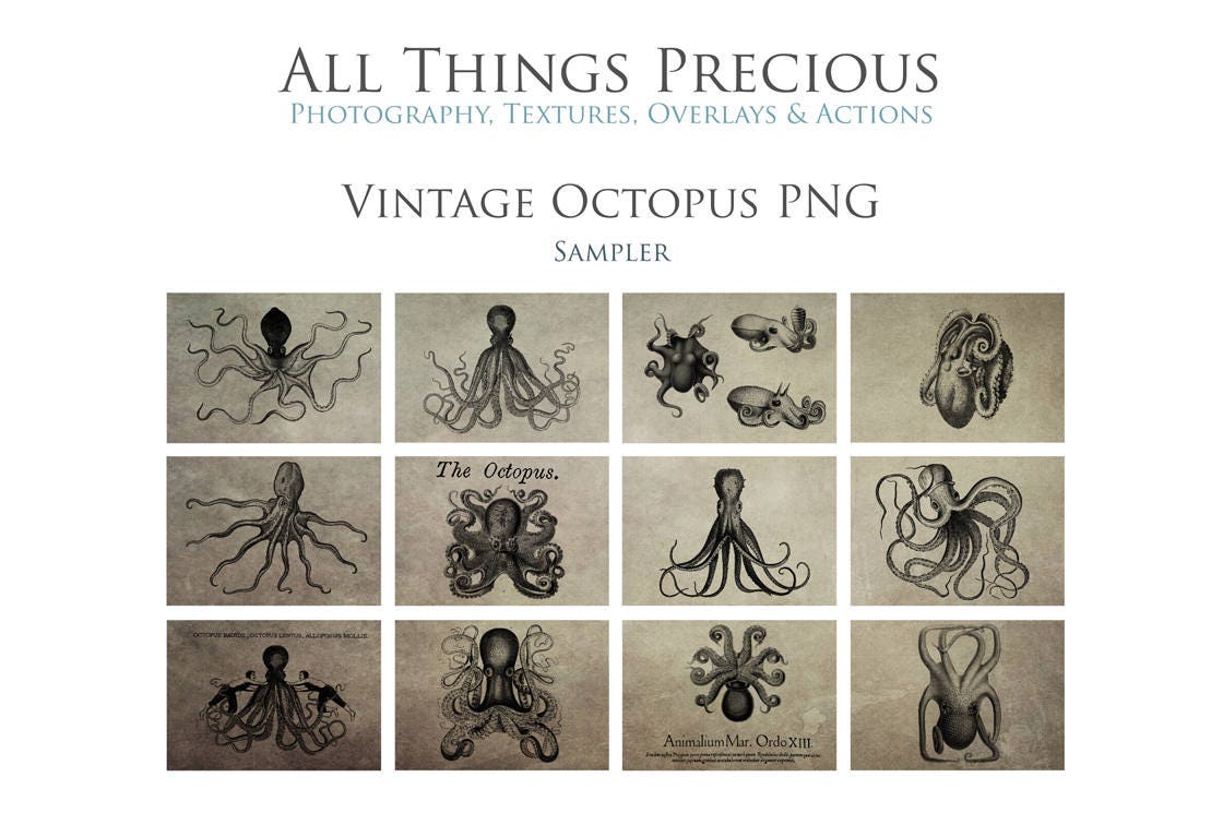 15 High Res Fine Art PNG Vintage OCTOPUS Clipart / Photography - Etsy