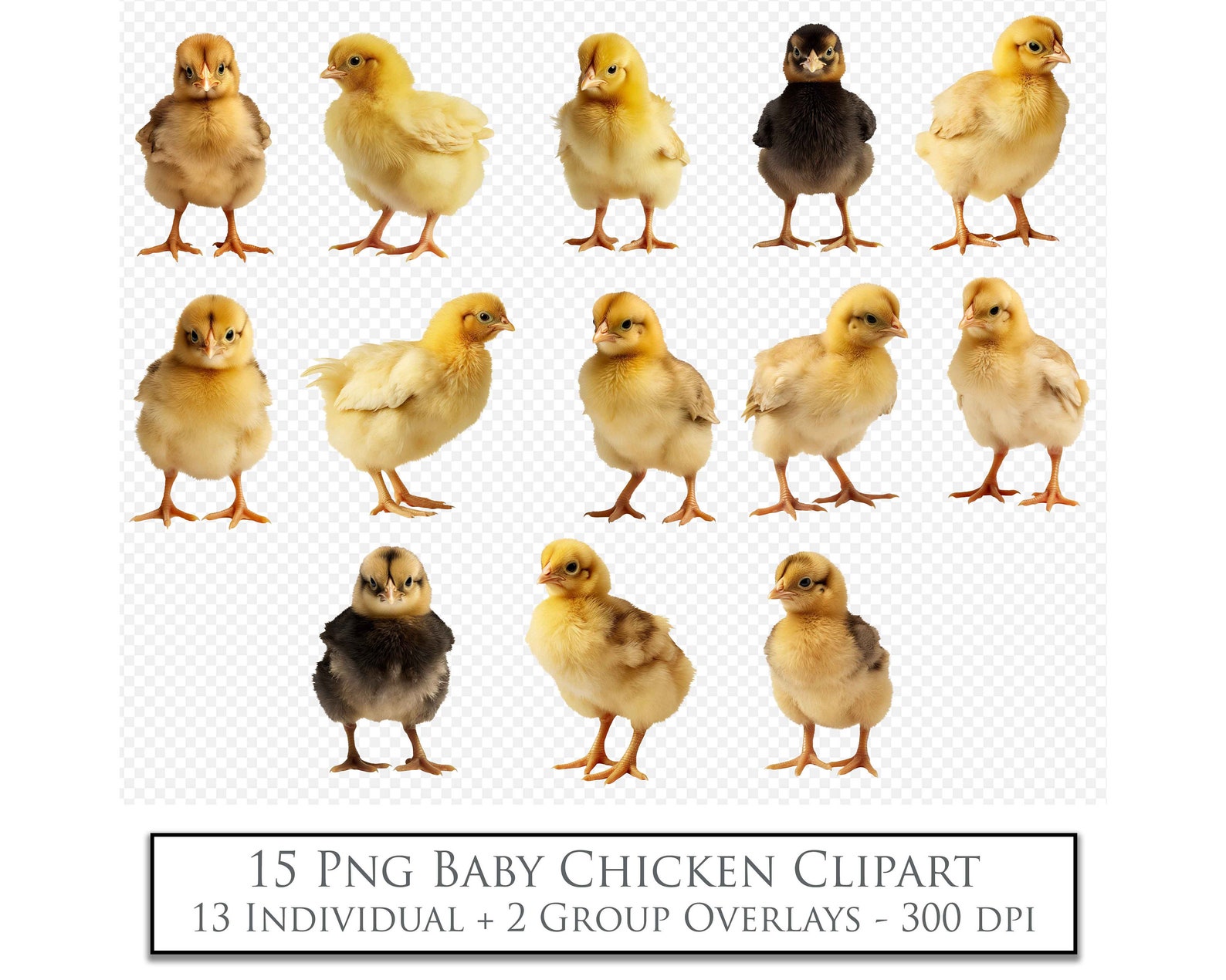 PNG CLIPART, Baby Chicken Overlays, Scrapbooking. Photography, Photo ...