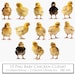 PNG CLIPART, Baby Chicken Overlays, Scrapbooking. Photography, Photo ...