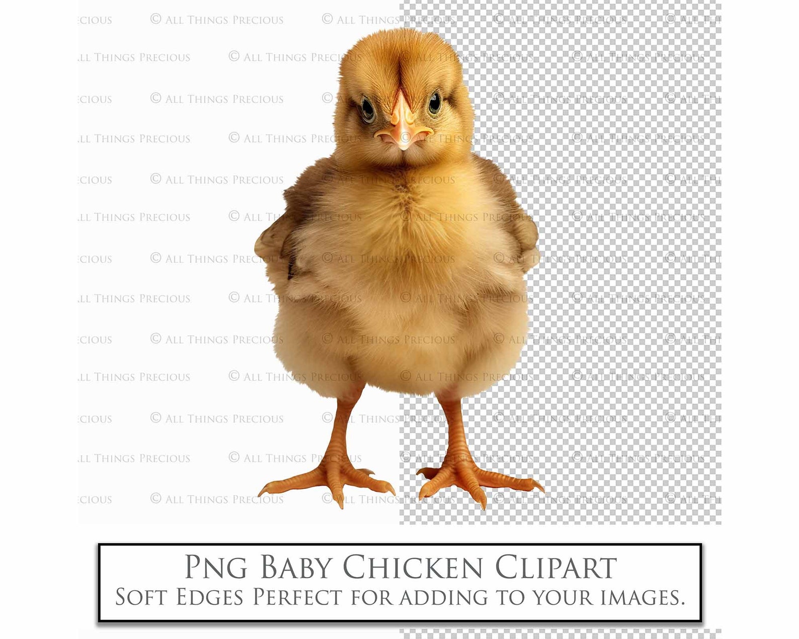 PNG CLIPART, Baby Chicken Overlays, Scrapbooking. Photography, Photo ...