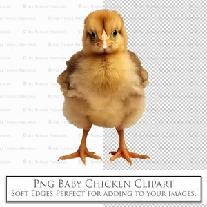 PNG CLIPART, Baby Chicken Overlays, Scrapbooking. Photography, Photo ...