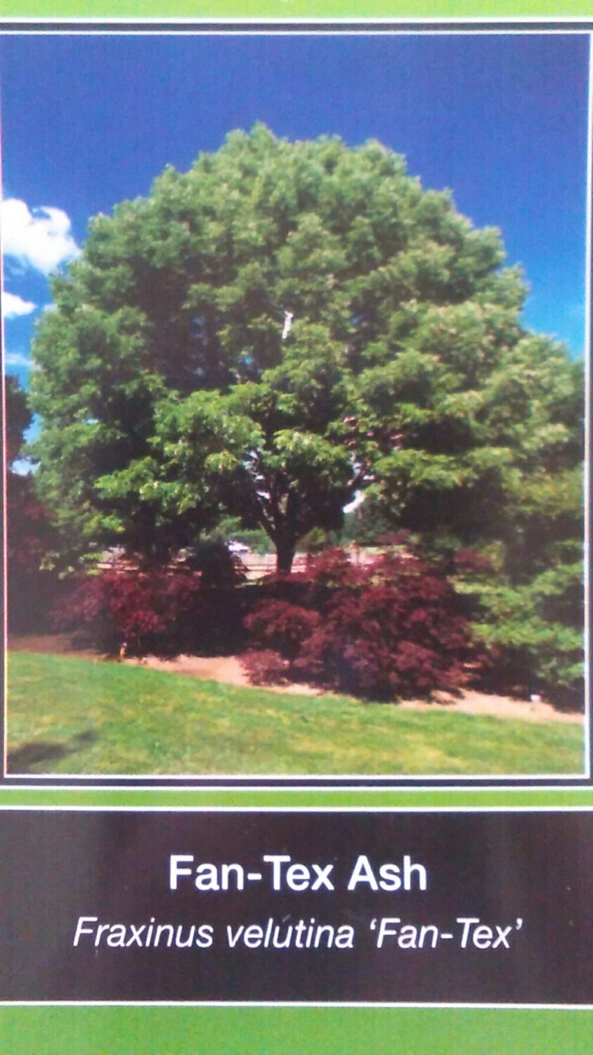 Fan-Tex Ash Tree 5 gallon New Plants Large Plant Easy to Grow | Etsy