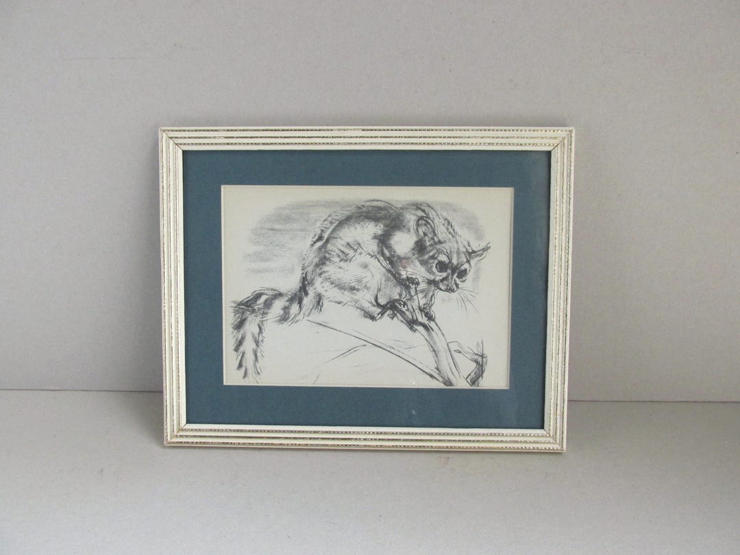 Framed Vintage Wildcat Art Print: Cacomistle Cat by Ralph Thompson (b ...