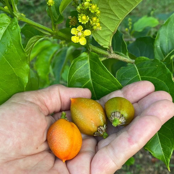 Rare Tree Seeds - Etsy