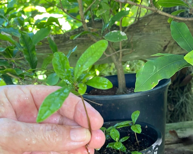 ONE Miracle Berry Fruit Seedling/synsepalum Dulcificum/live 3" Seedling ...