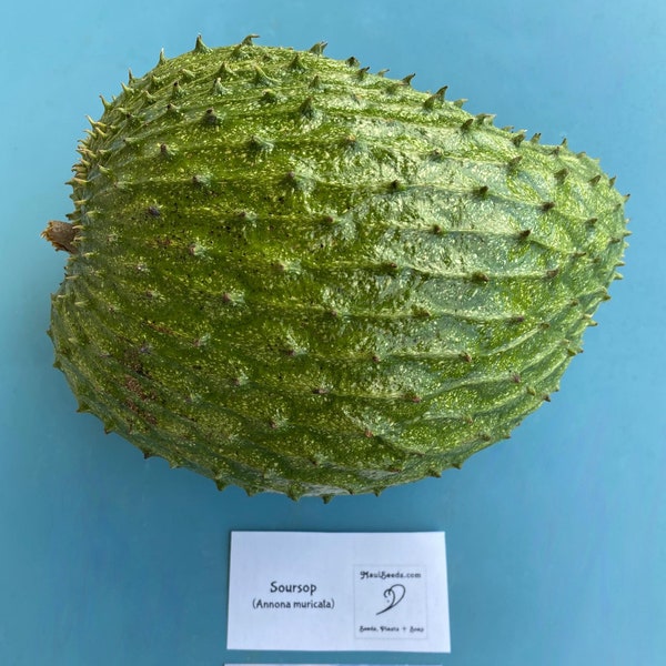 Soursop Fruit - Etsy