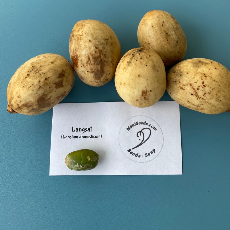 Rare Exotic Seeds - Etsy