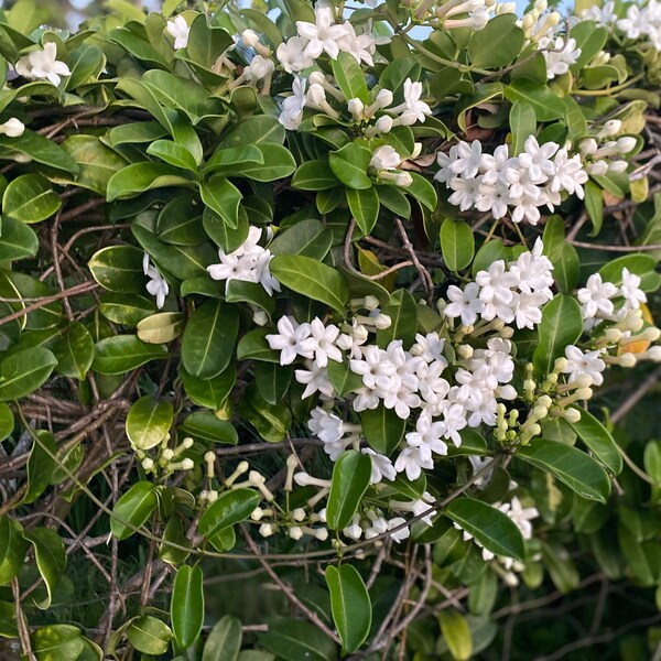 Jasmine Vine - Etsy