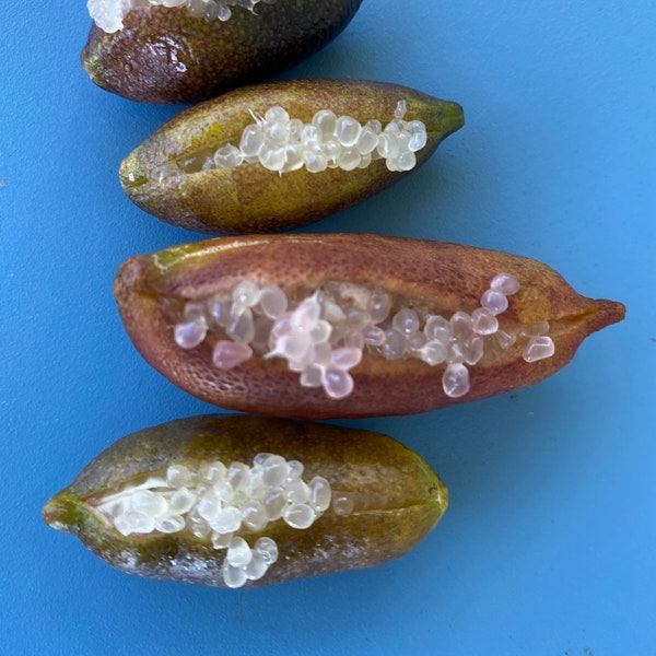 Rare Vegetable Seeds - Etsy