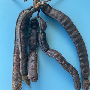 Monkey Pod Seeds/samanea Saman/maui Seeds - Etsy