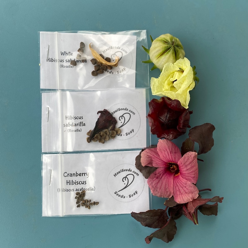 Hibiscus Seeds - Etsy