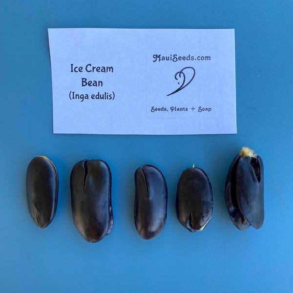 Ice Cream Bean Seed - Etsy