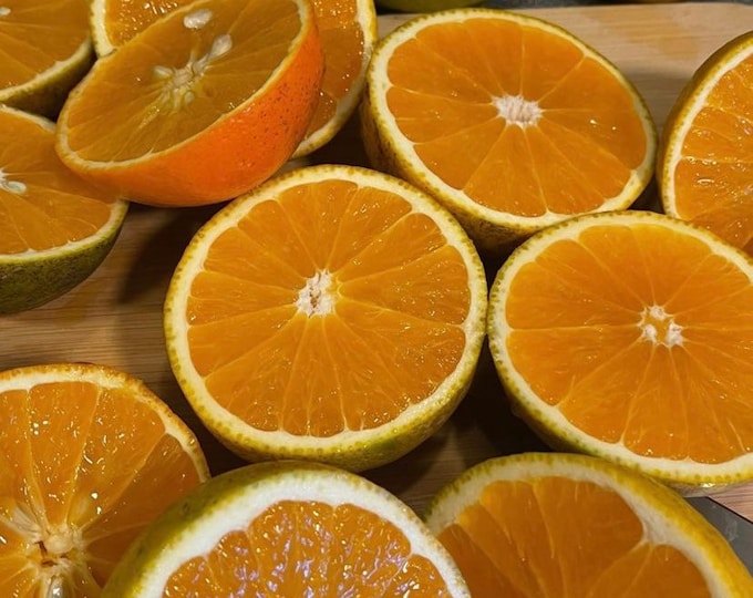 Tangelo Seeds/maui Seeds/5 Seeds/fruit Seeds/home Garden/fruit Tree ...