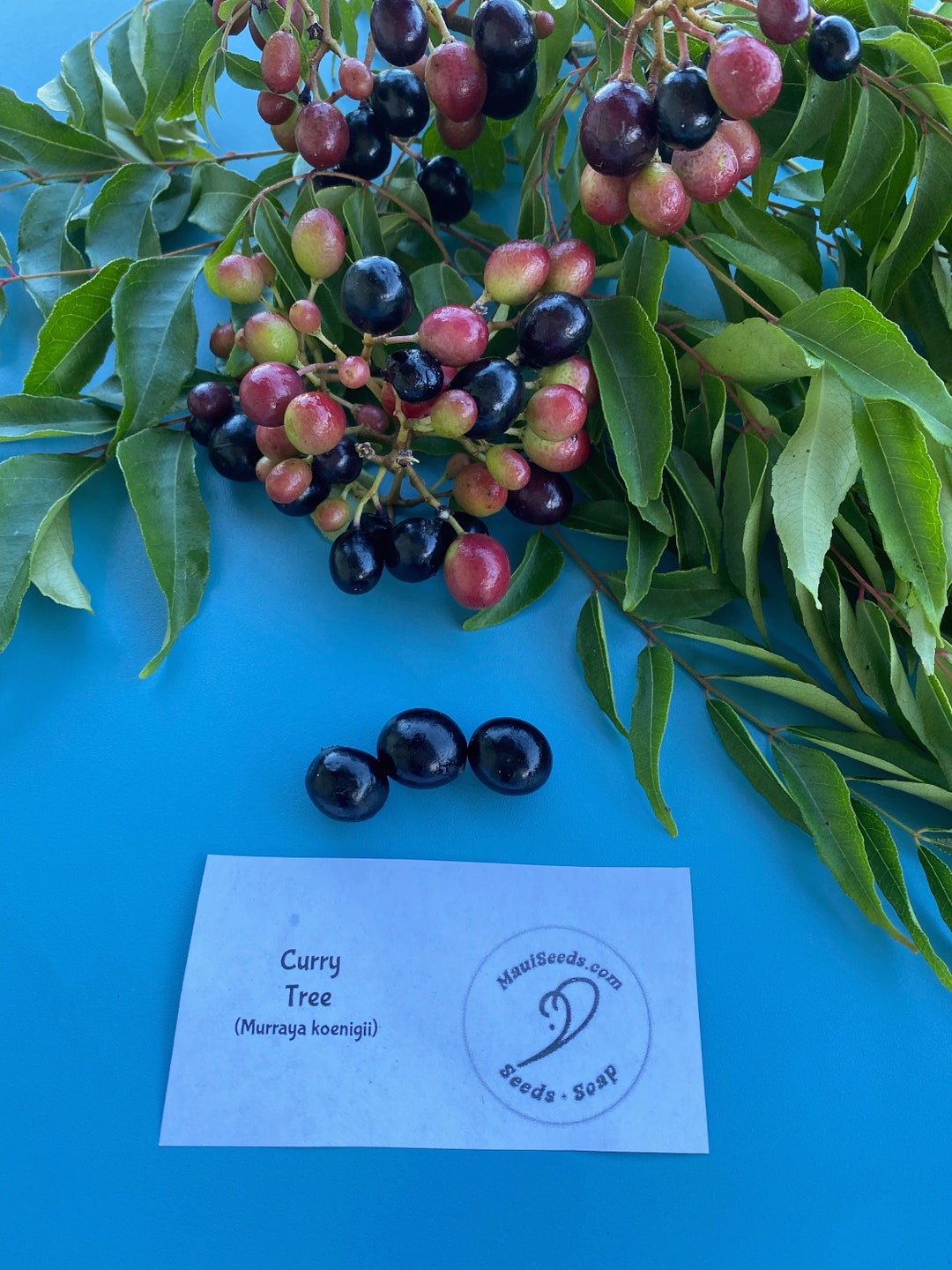 Curry Tree Seeds/curry/murraya Koenigii/five (5) Seeds/maui Seeds/maui ...