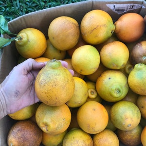 Tangelo Seeds/maui Seeds/5 Seeds/fruit Seeds/home Garden/fruit Tree ...