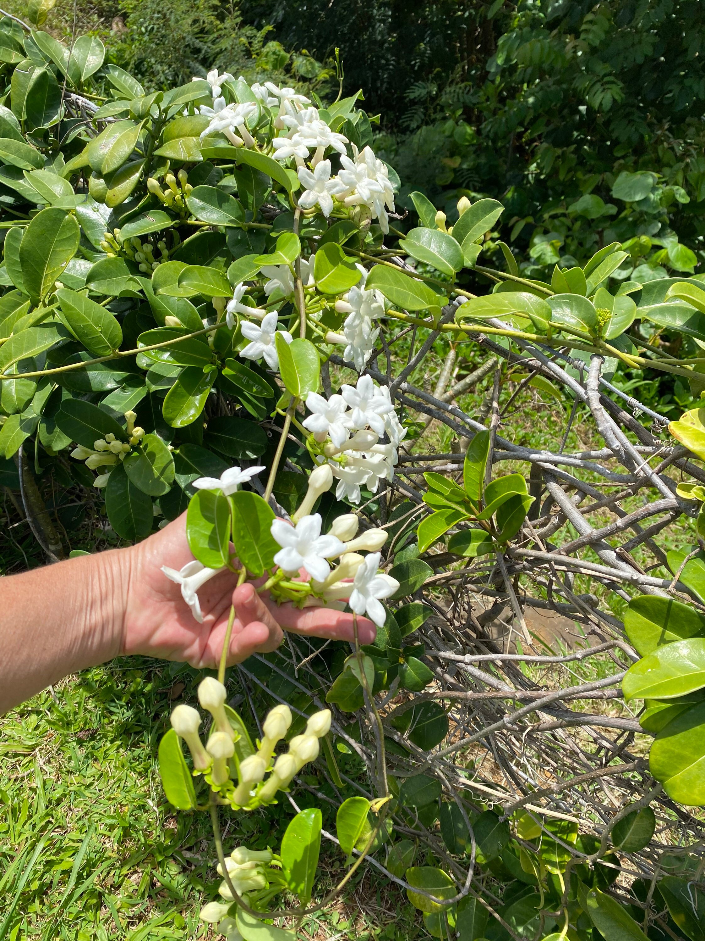 Stephanotis/stephanotis Seeds/madagascar Jasmine/maui Seeds - Etsy Canada