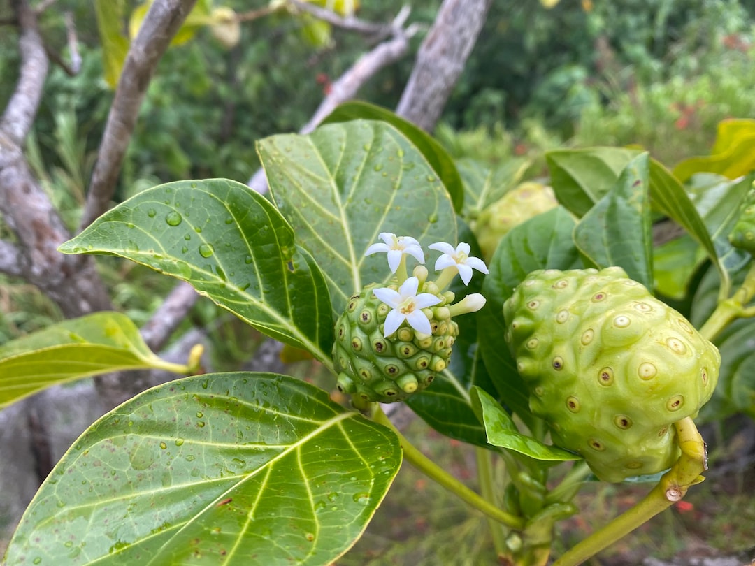 Noni Seeds/morinda Citrifolia/hawaiian Canoe Plant/hawaii - Etsy Canada