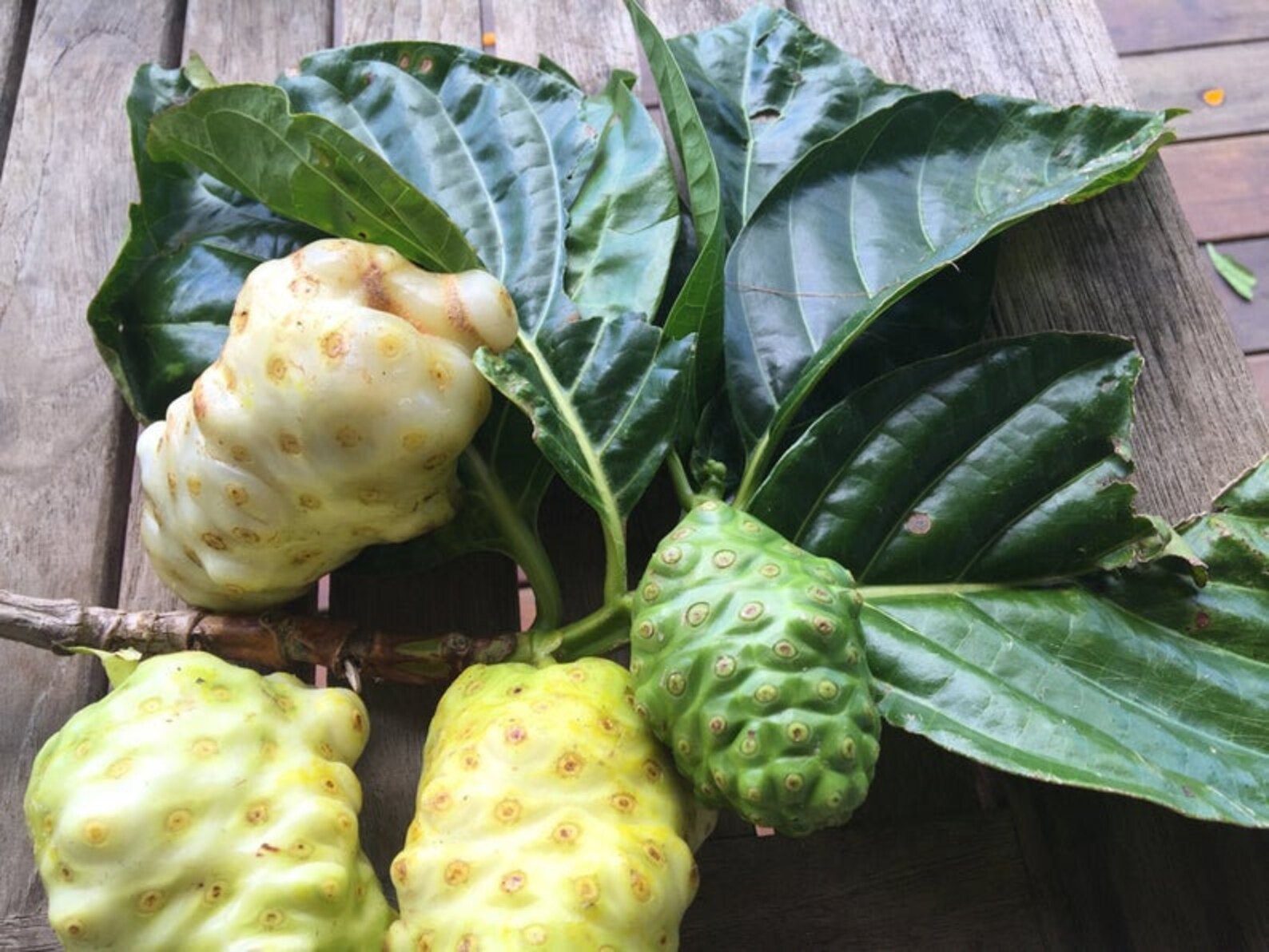 Noni Leaf/Dried NONI LEAVES/Health Tea/Maui Noni/Grown by Maui | Etsy