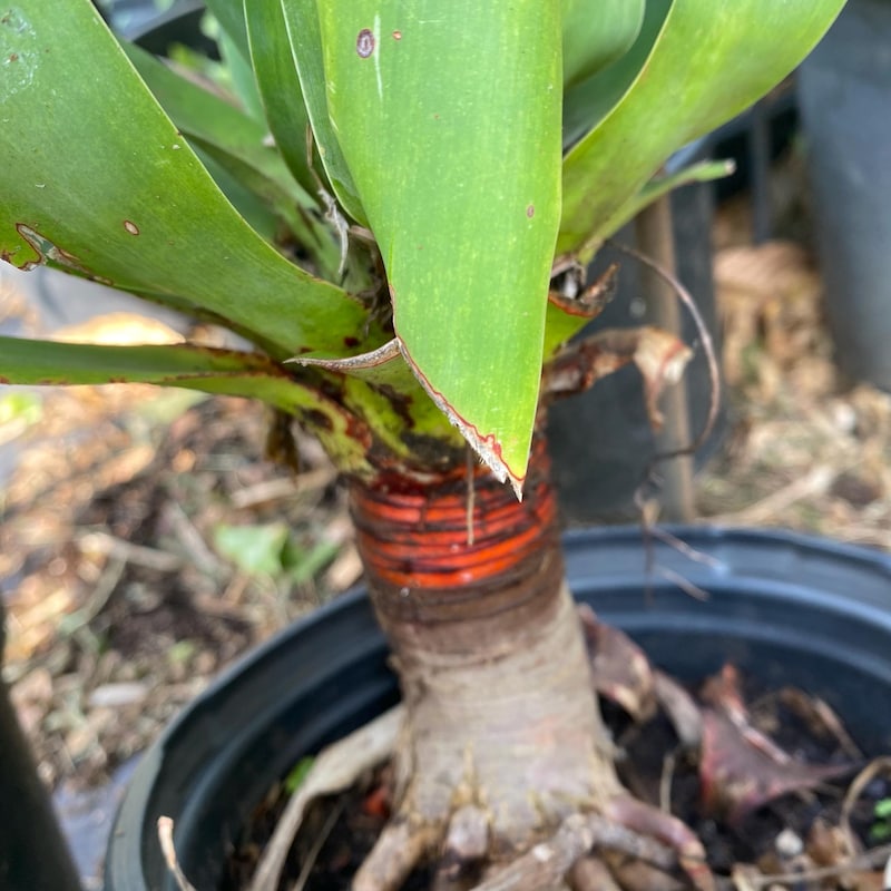 Rare Exotic Seeds - Etsy