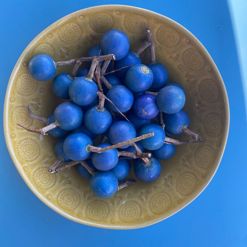 MauiSeedCompany - Etsy