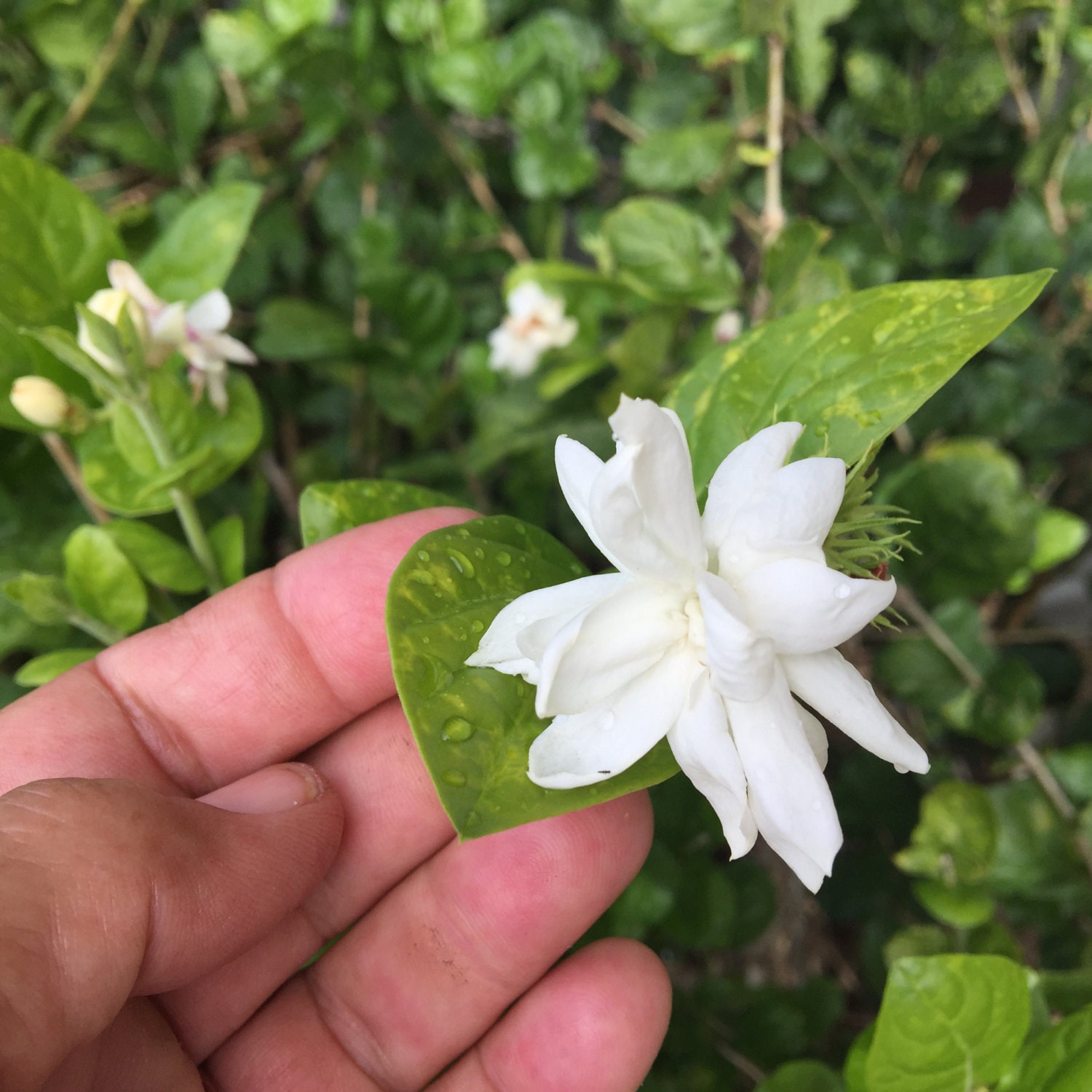 Grow Arabian Jasmine