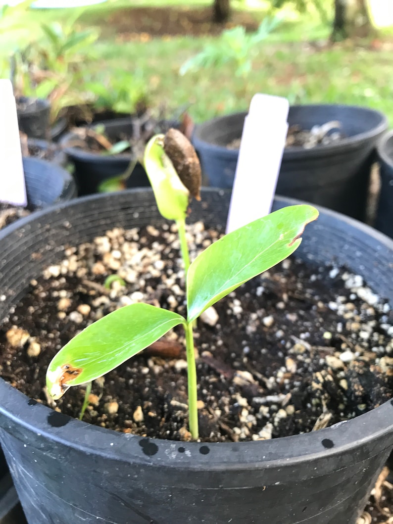 Sapodilla Seeds/maui Seeds/edible Landscaping - Etsy