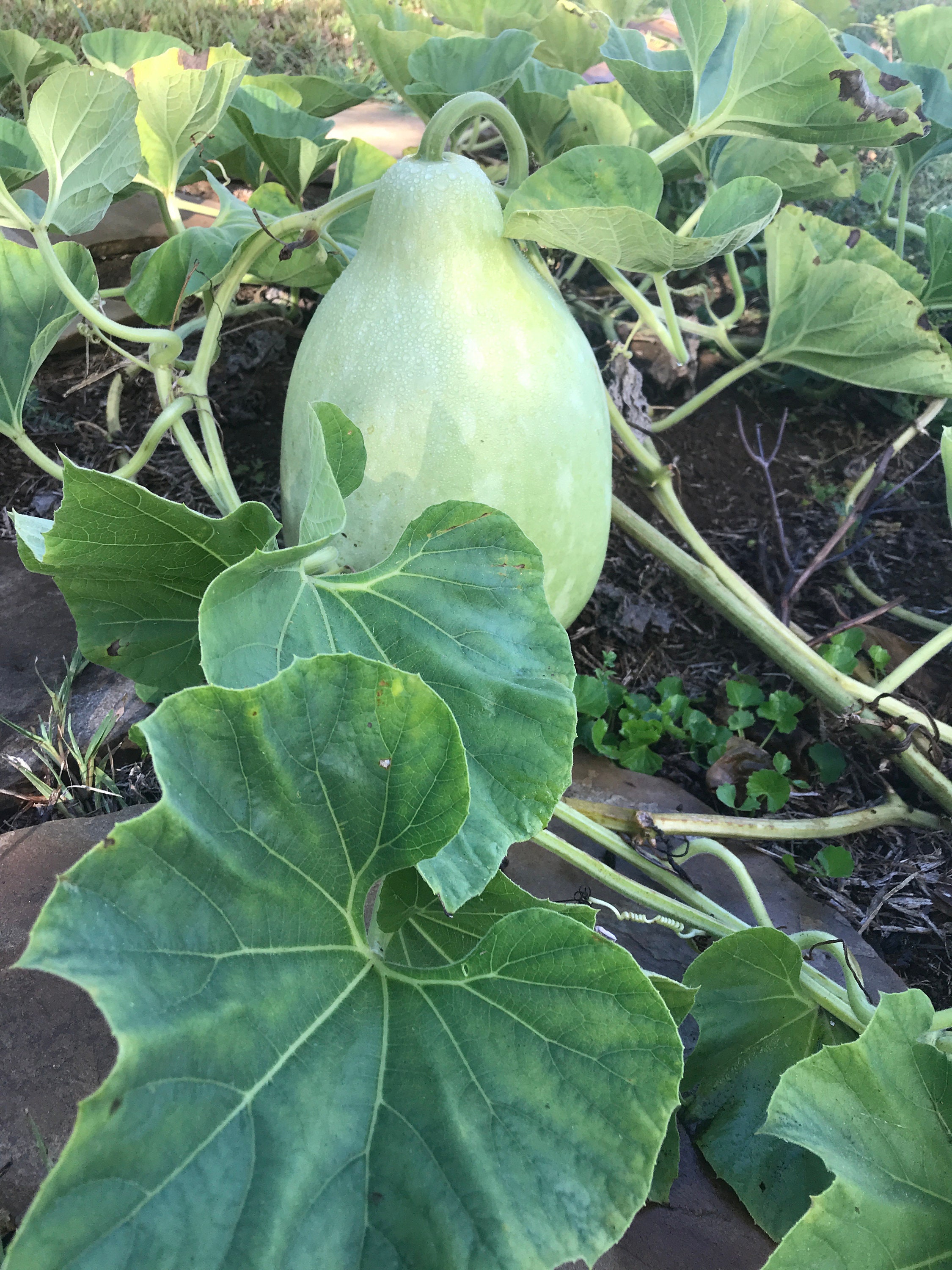 Hawaiian IPU Gourd/SEEDS/Maui Seeds/Ipu Gourd Seeds/Ipu Drum | Etsy