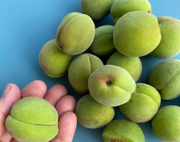 UME Plum Seed/prunus Mume/fruit Seeds/maui Fruit/rare Seeds/seeds/maui ...