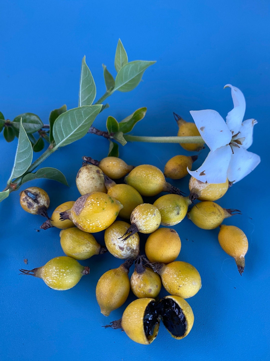 Blackberry Jam Fruit Plant/maui Seeds/randia Formosa/maui Grown - Etsy