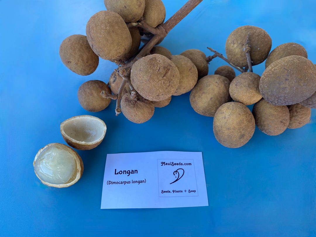 Longan Seeds/dimocarpus Longan/maui Seeds - Etsy