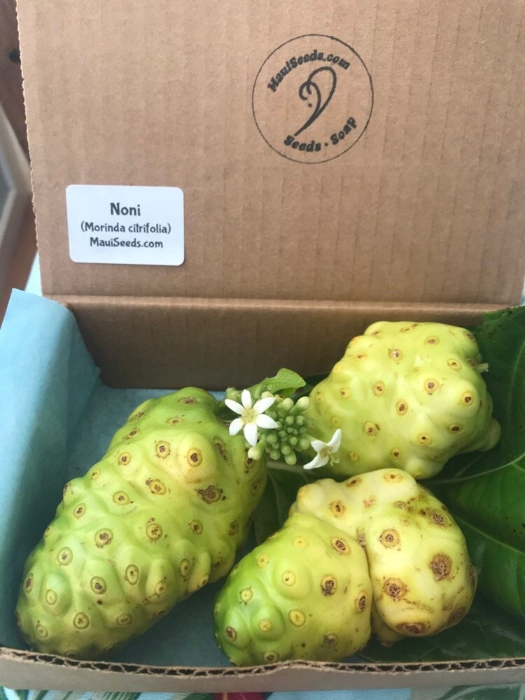 Noni Seeds/morinda Citrifolia/hawaiian Canoe Plant/hawaii - Etsy Canada