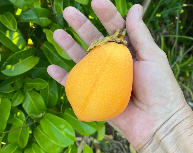 Giant Mulchi plinia Inflata Plant in 1 Gallon Nursery Pot. Sorry, No ...