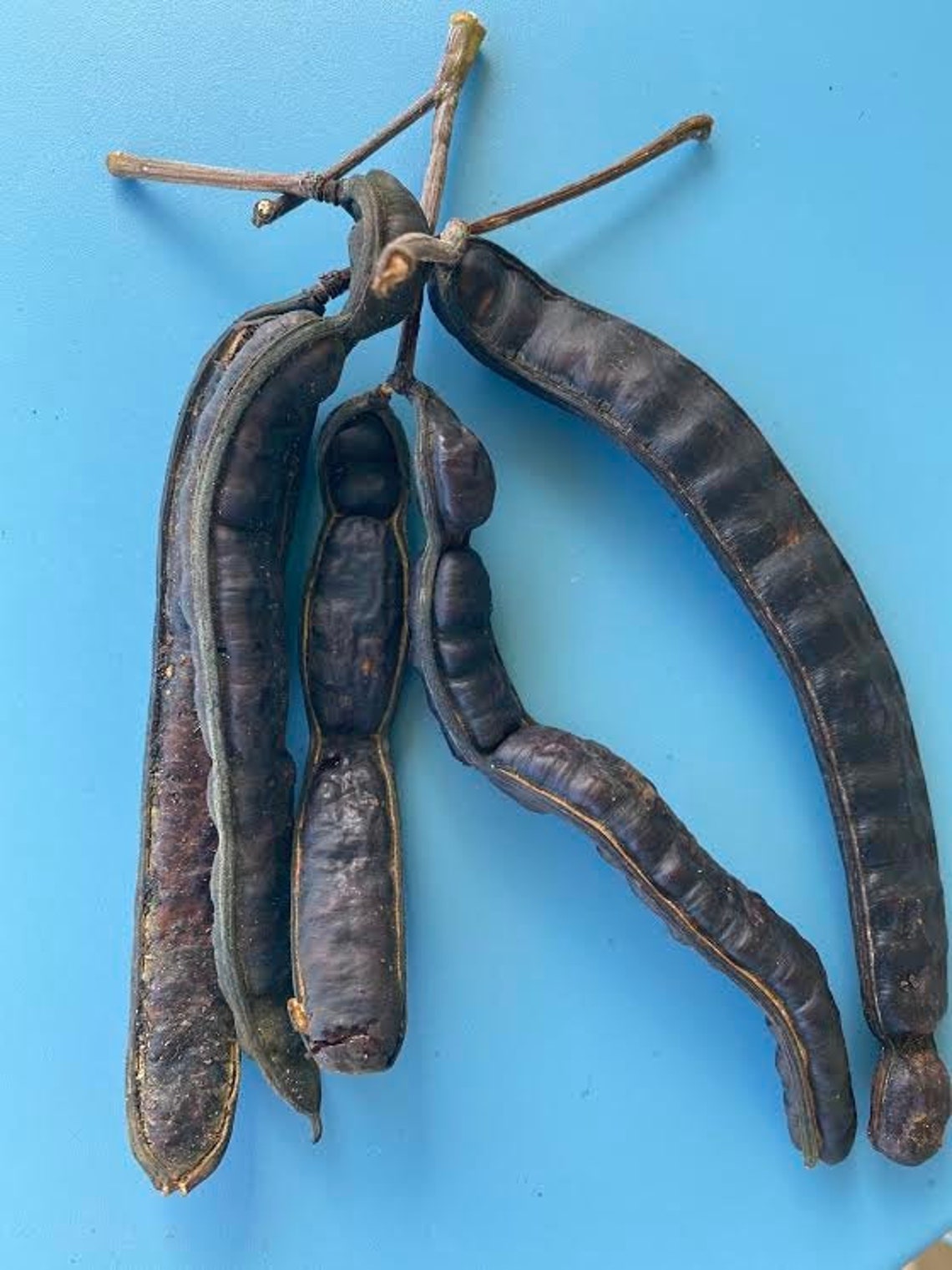 Monkey Pod Seeds/Samanea saman/Maui Seeds/Rain | Etsy