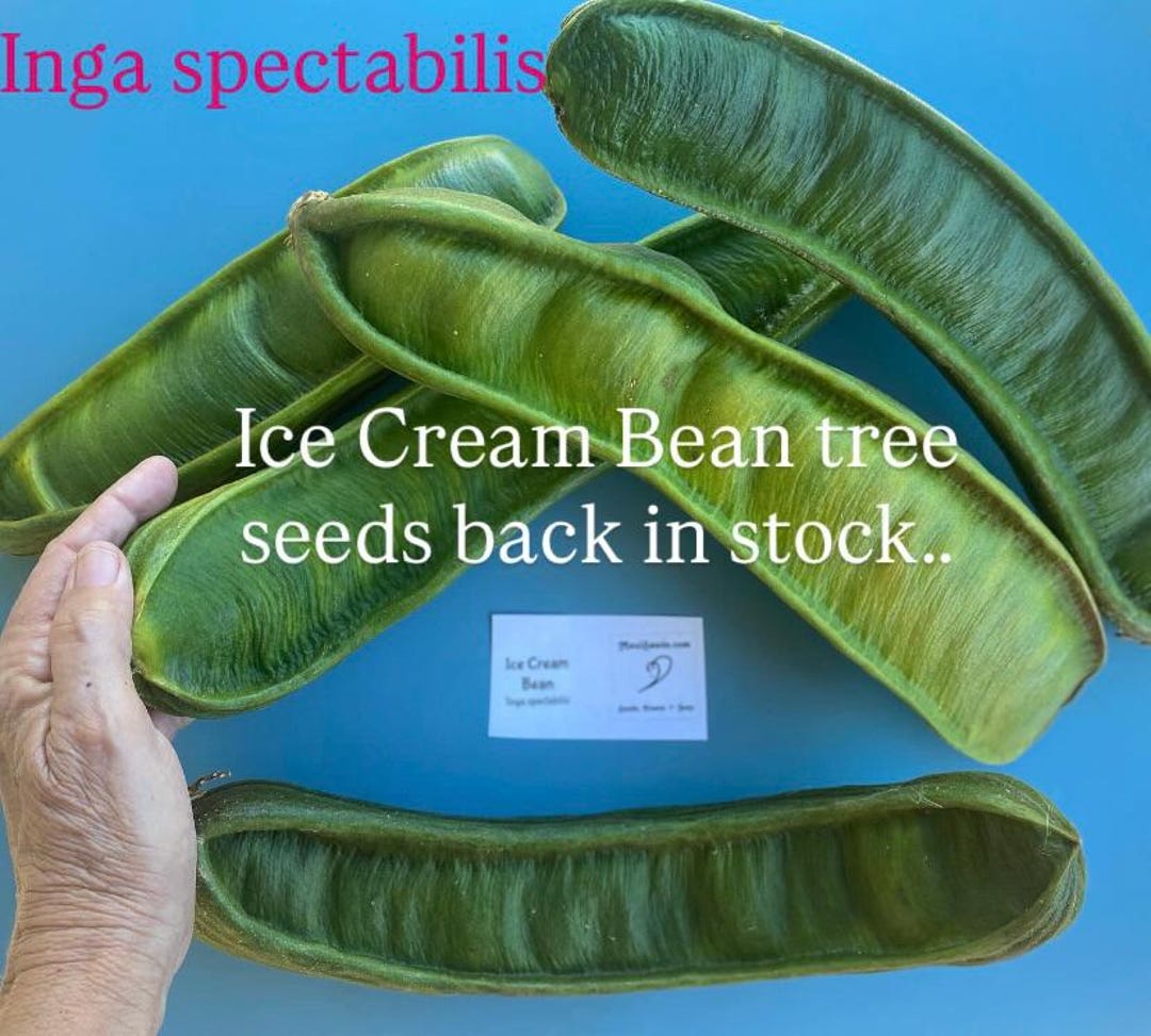 Inga Spectabilis SEEDS/ 'machete' Ice Cream Bean Tree/maui Seeds - Etsy