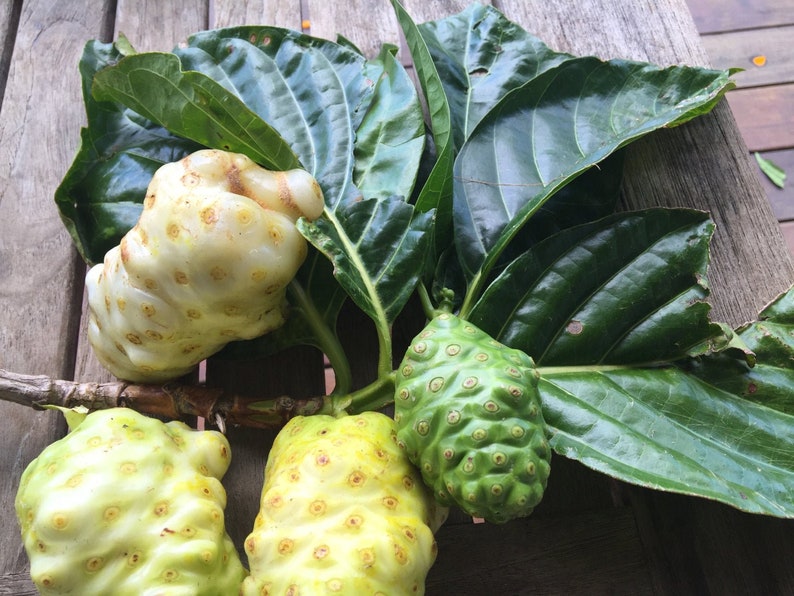 Noni SEEDS/Morinda citrifolia/Hawaiian Canoe Plant/Hawaii | Etsy